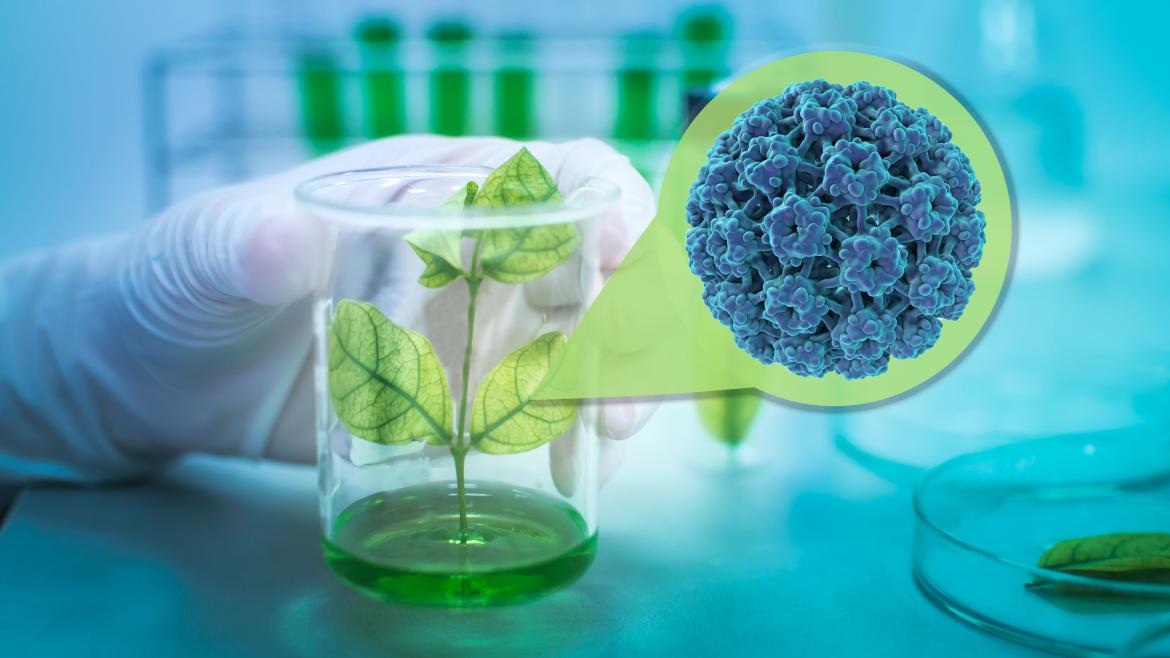 El Fascinante Mundo de las Plantas en Floración Inducidas por Virus